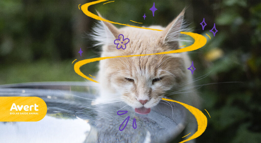 Hidratação felina: 5 dicas fazer para o seu gato beber mais água no ...