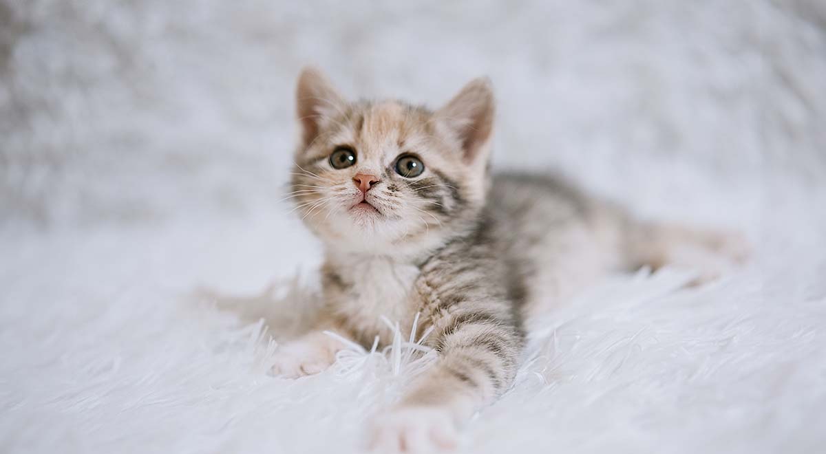 Como se preparar para receber um gato filhote? - Vida mais rom rom