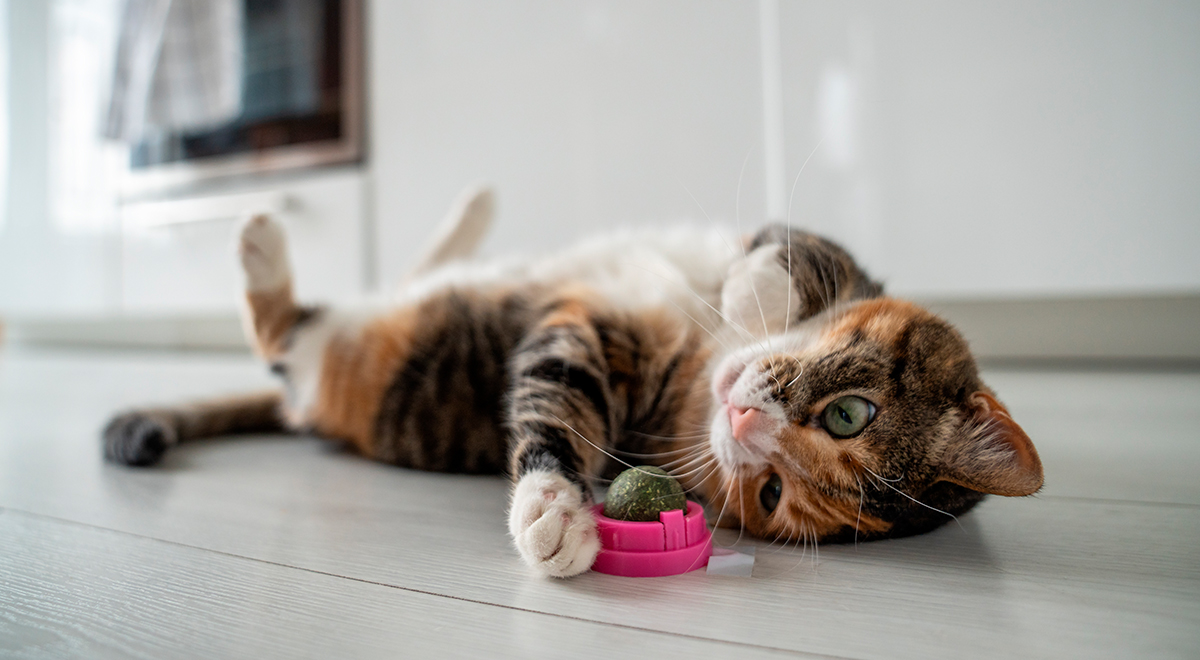 Os mistérios do Catnip: como ele funciona? - Vida mais rom rom